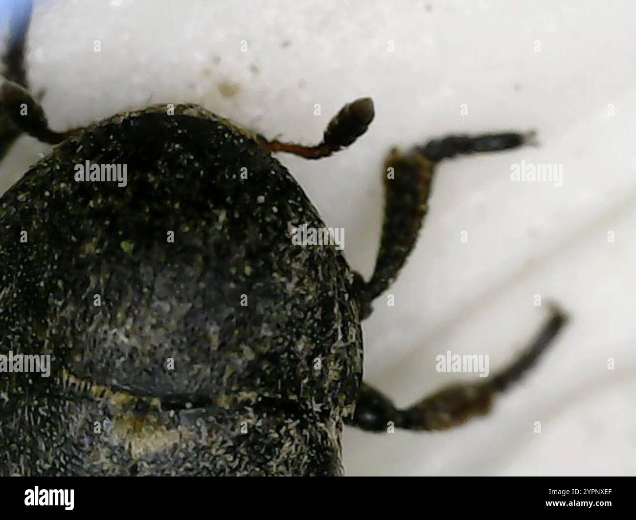 Dermestes laniarius hi-res stock photography and images - Alamy