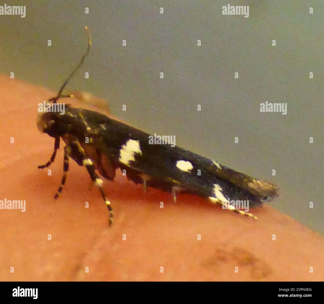 Six-spotted Aroga Moth (Aroga compositella Stock Photo - Alamy