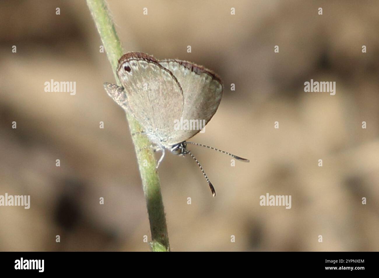 Black-spotted Grass-blue (Famegana nisa Stock Photo - Alamy