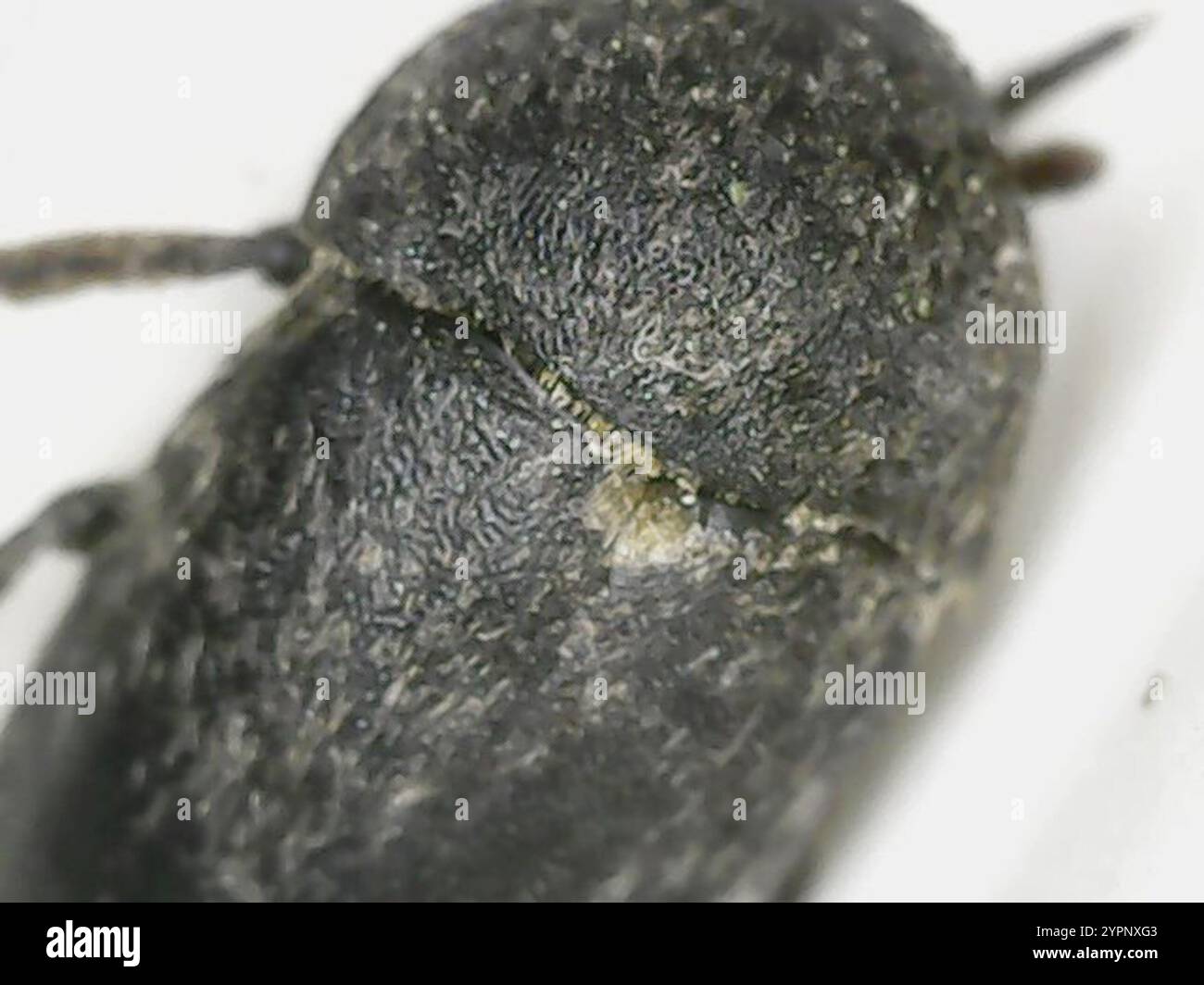 Dermestes laniarius hi-res stock photography and images - Alamy