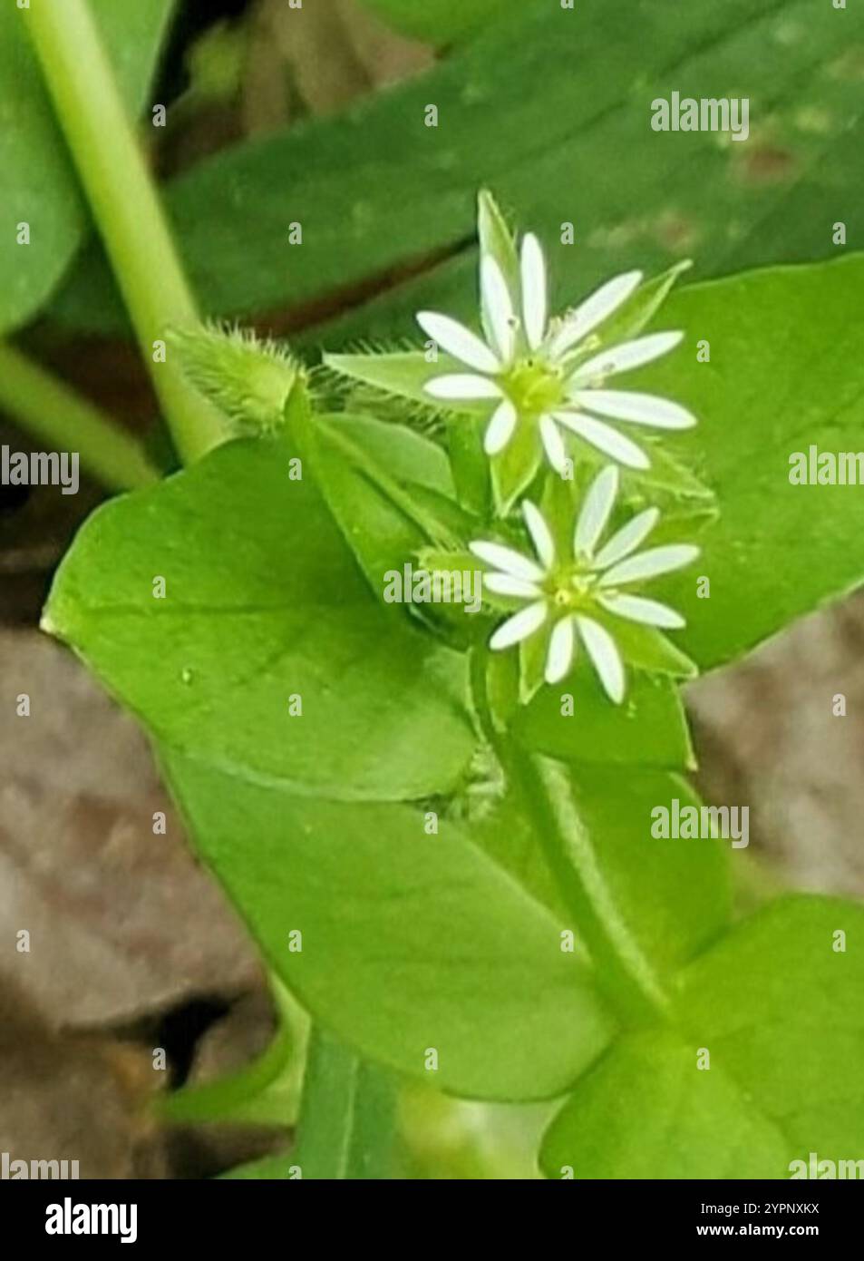 common chickweed (Stellaria media Stock Photo - Alamy