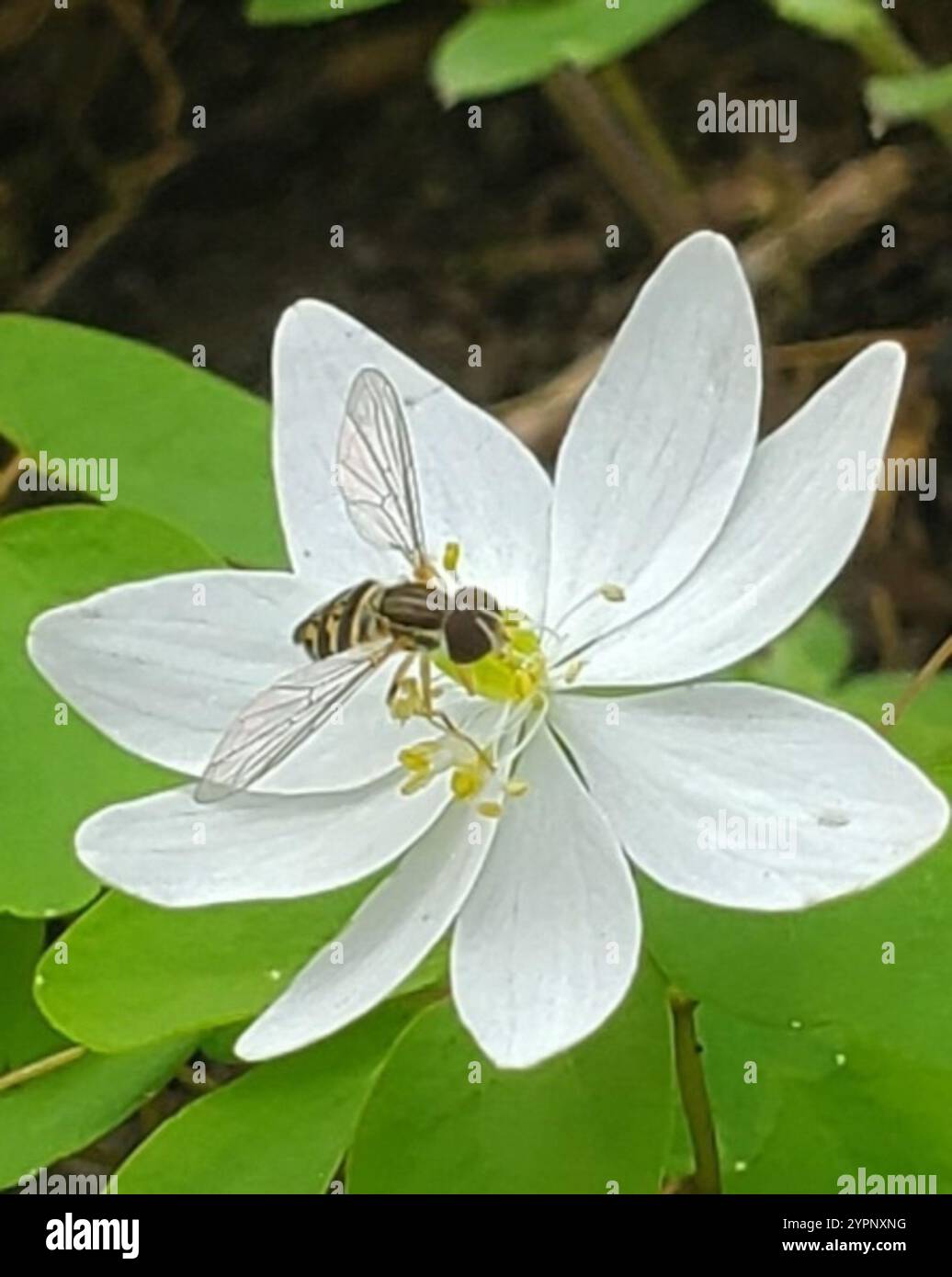 Eastern Calligrapher (Toxomerus geminatus Stock Photo - Alamy