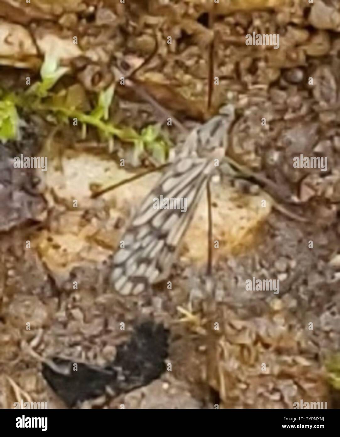 Typical Crane Flies (Tipuloidea Stock Photo - Alamy