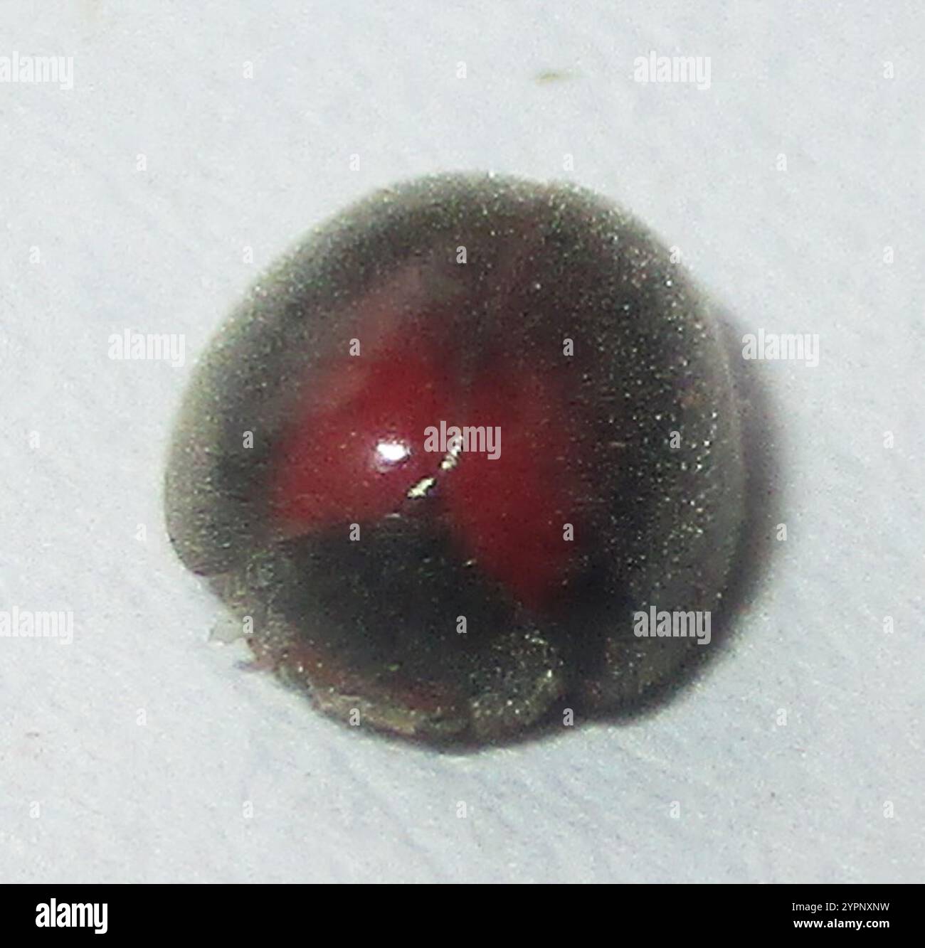 South African Scale-eating Lady Beetle (Novius iceryae Stock Photo - Alamy