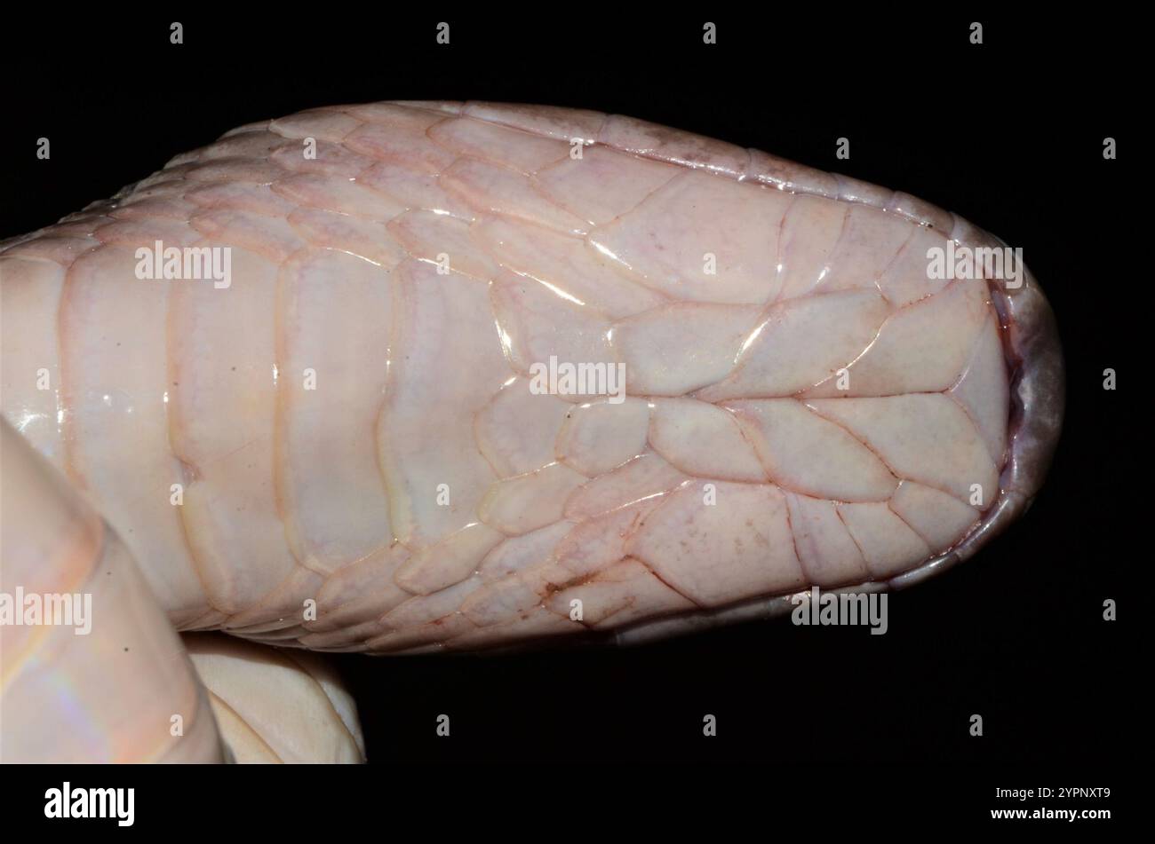 Unicolor File Snake (Limaformosa chanleri Stock Photo - Alamy