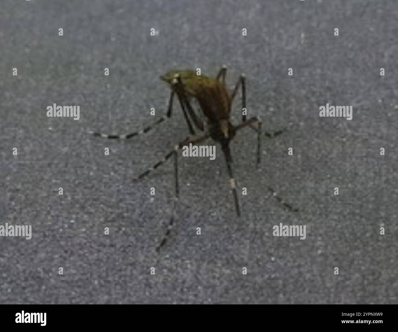 Eastern Saltmarsh Mosquito (Aedes sollicitans Stock Photo - Alamy