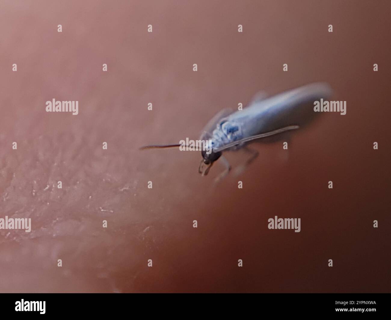 Dusty-winged Lacewings (Coniopterygidae Stock Photo - Alamy