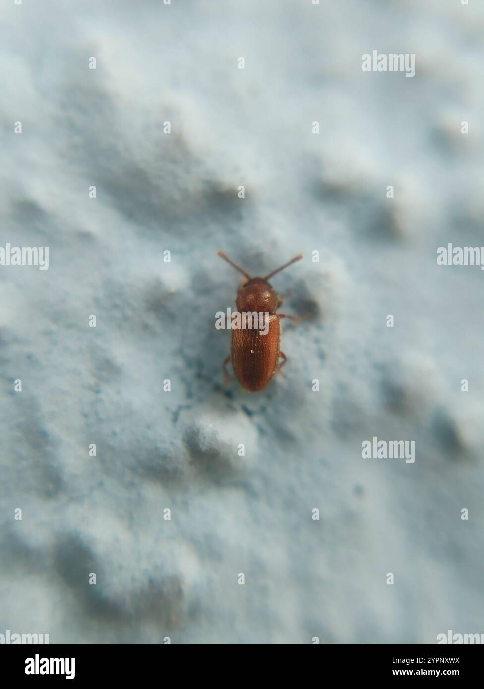 Cucujiform Beetles (Cucujiformia Stock Photo - Alamy