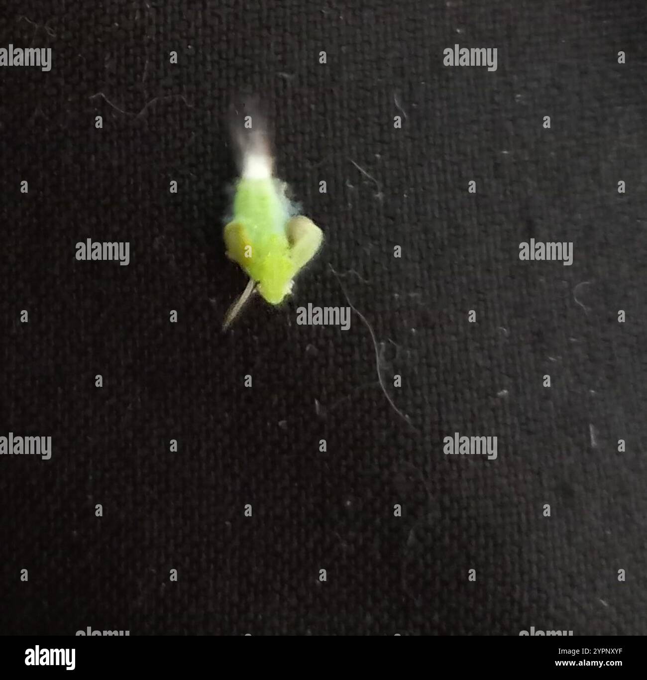 Torpedo Bug (Siphanta acuta Stock Photo - Alamy