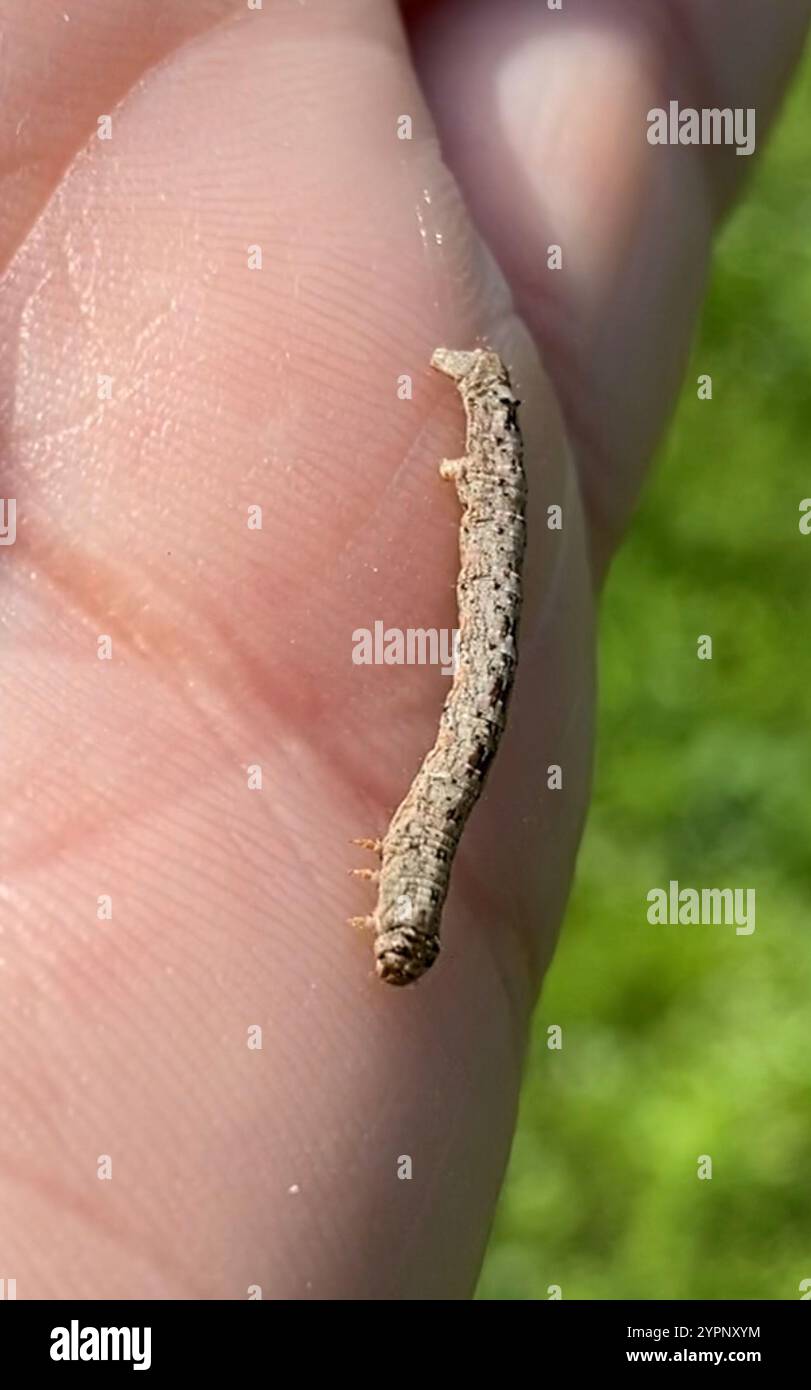 Spring Cankerworm Moth (Paleacrita vernata Stock Photo - Alamy