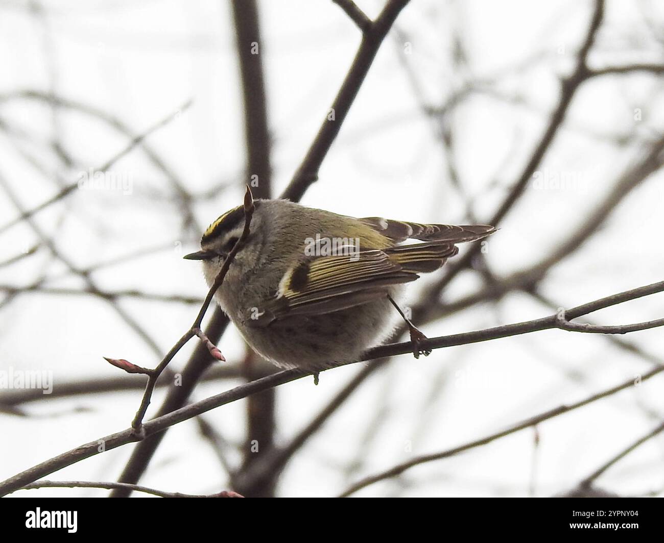 Golden-crowned Kinglet (Regulus satrapa Stock Photo - Alamy
