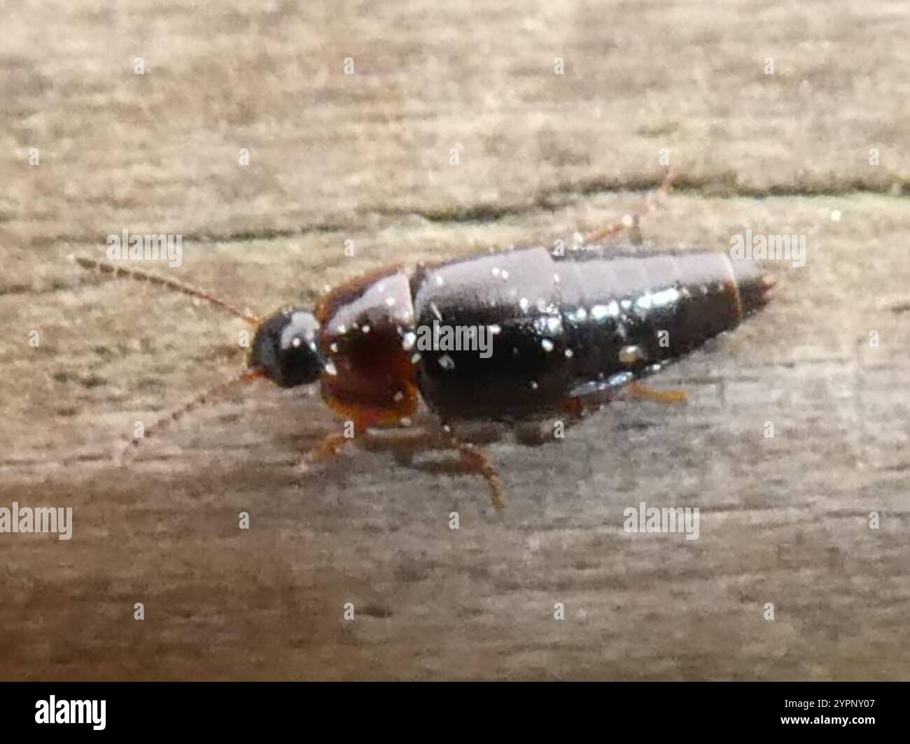 Corticinus hi-res stock photography and images - Alamy