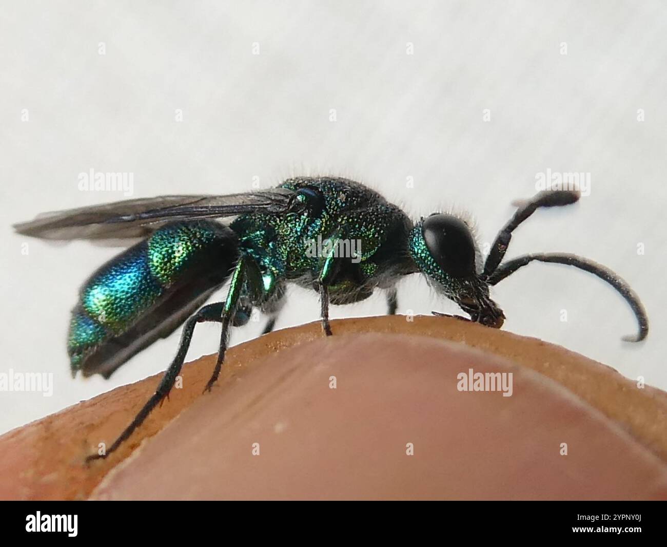 Cuckoo Wasps (Chrysididae Stock Photo - Alamy