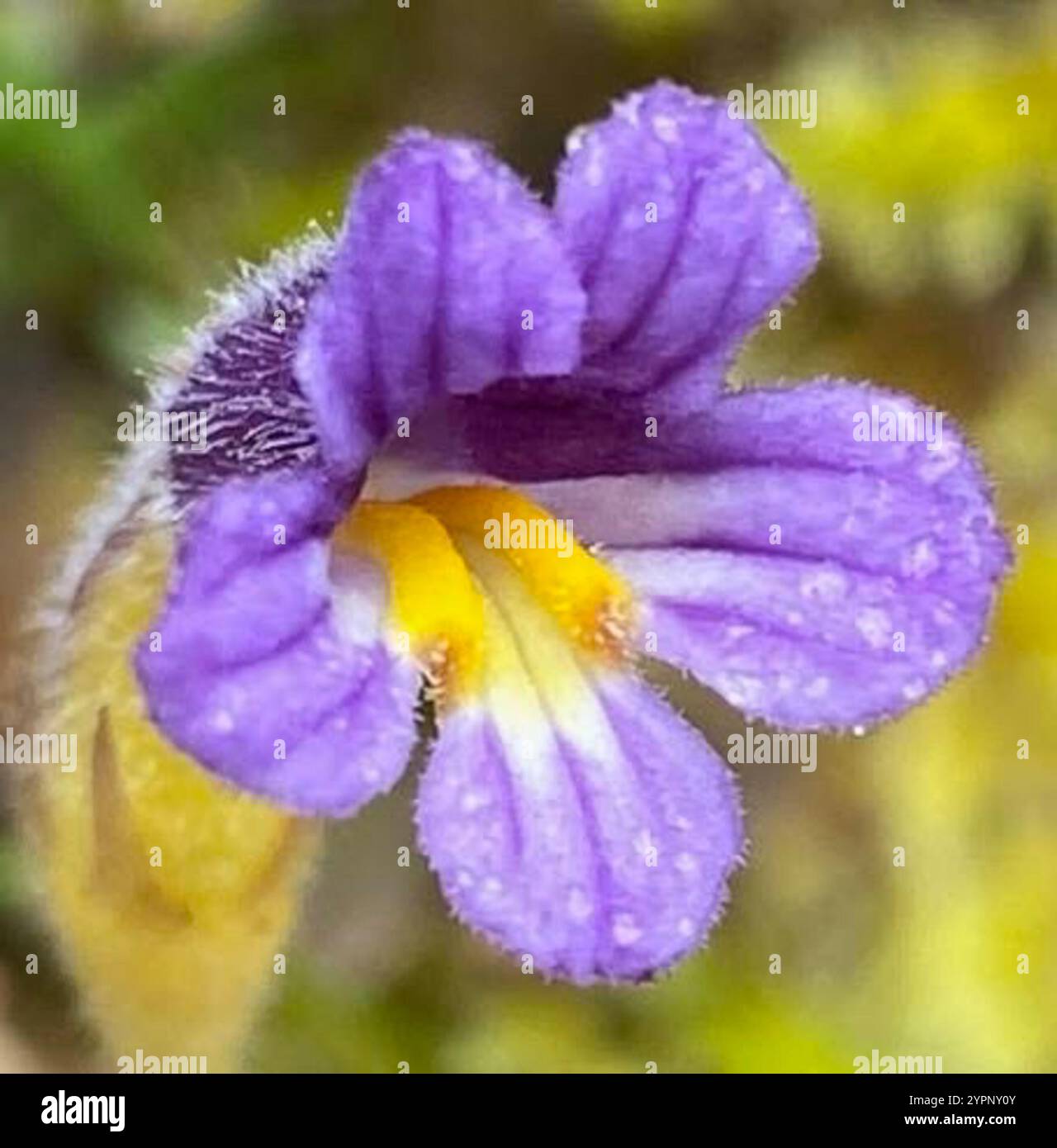 oneflower broomrape (Aphyllon purpureum Stock Photo - Alamy