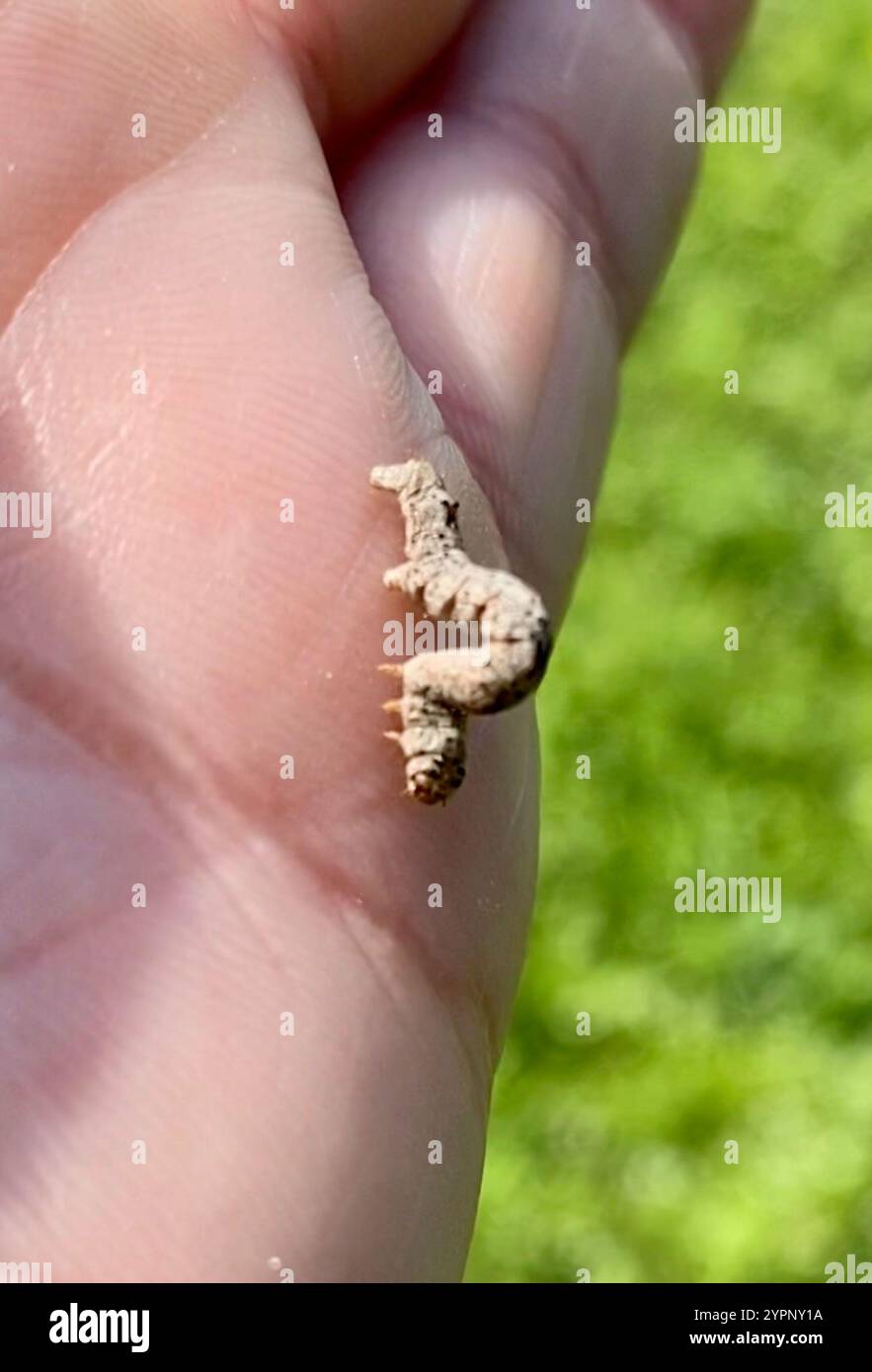 Spring Cankerworm Moth (Paleacrita vernata Stock Photo - Alamy