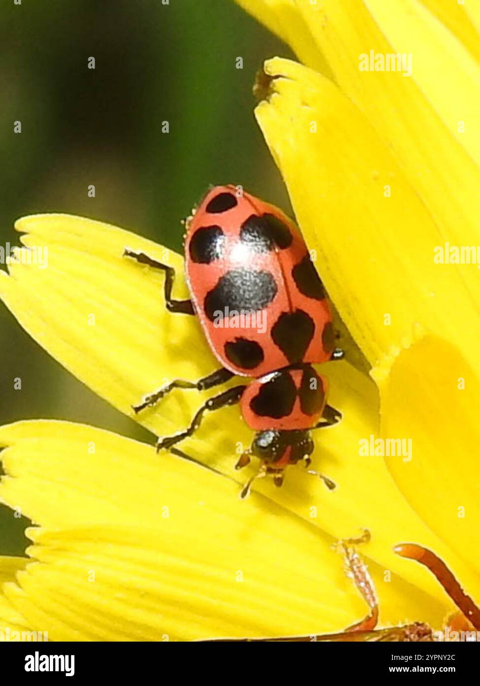 Spotted Pink Lady Beetle (Coleomegilla maculata Stock Photo - Alamy