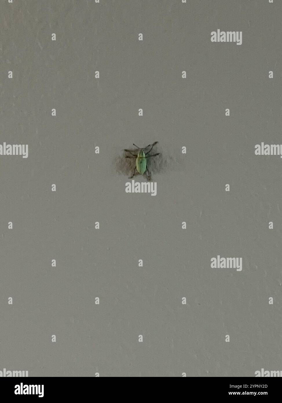 Blue-Green Citrus Root Weevil (Pachnaeus litus Stock Photo - Alamy