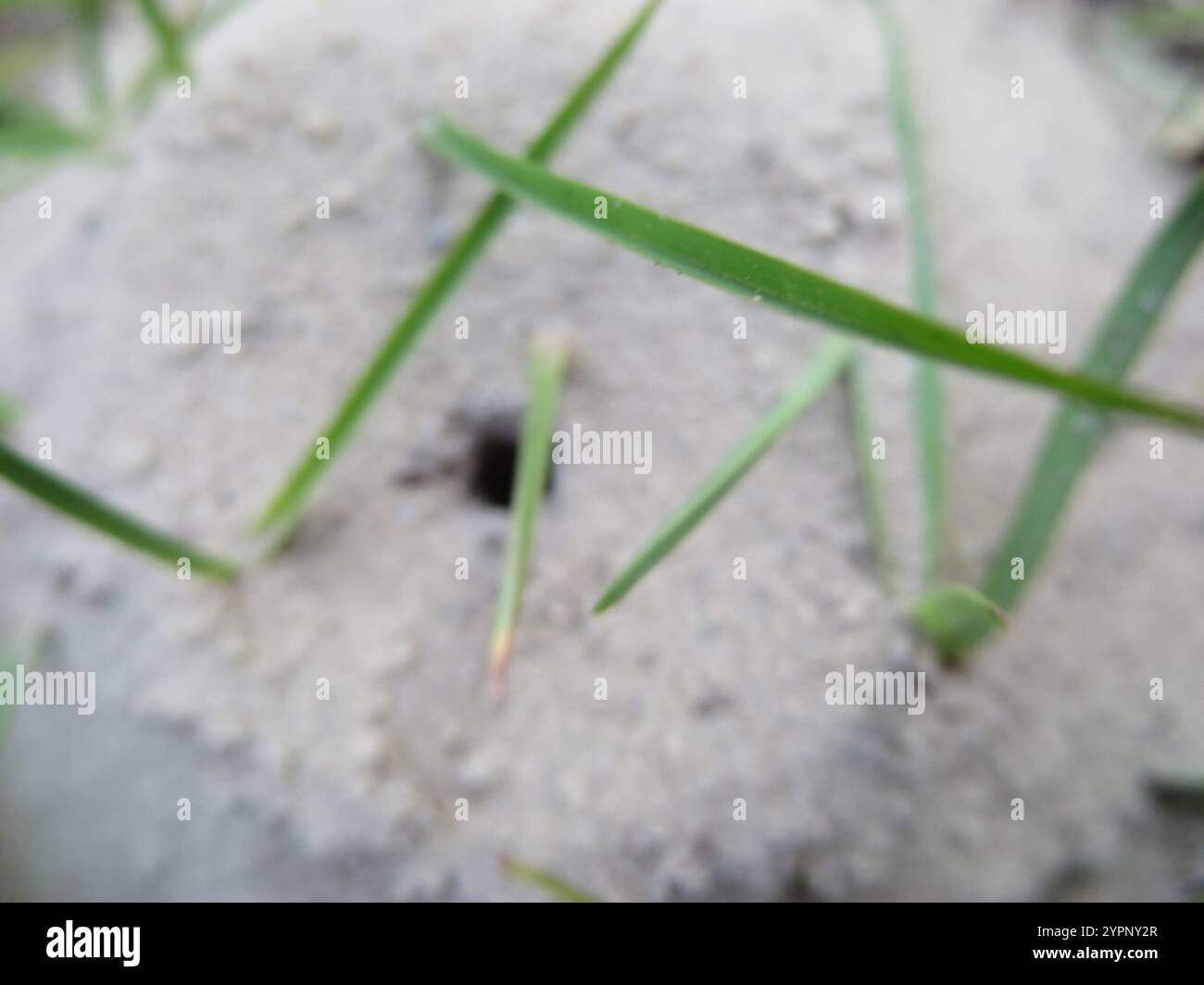 Buren's Pyramid Ant (Dorymyrmex bureni Stock Photo - Alamy
