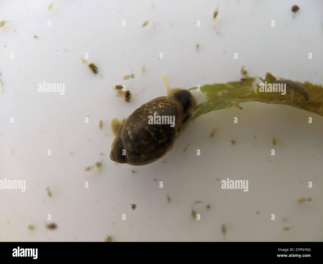 Acute Bladder Snail (Physella acuta Stock Photo - Alamy