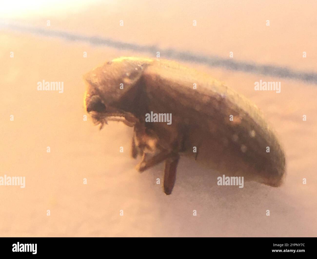 Drugstore beetle hi-res stock photography and images - Alamy