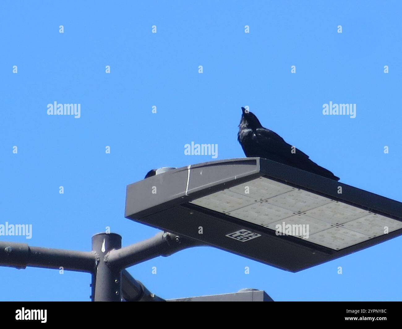 Fish Crow (Corvus ossifragus Stock Photo - Alamy