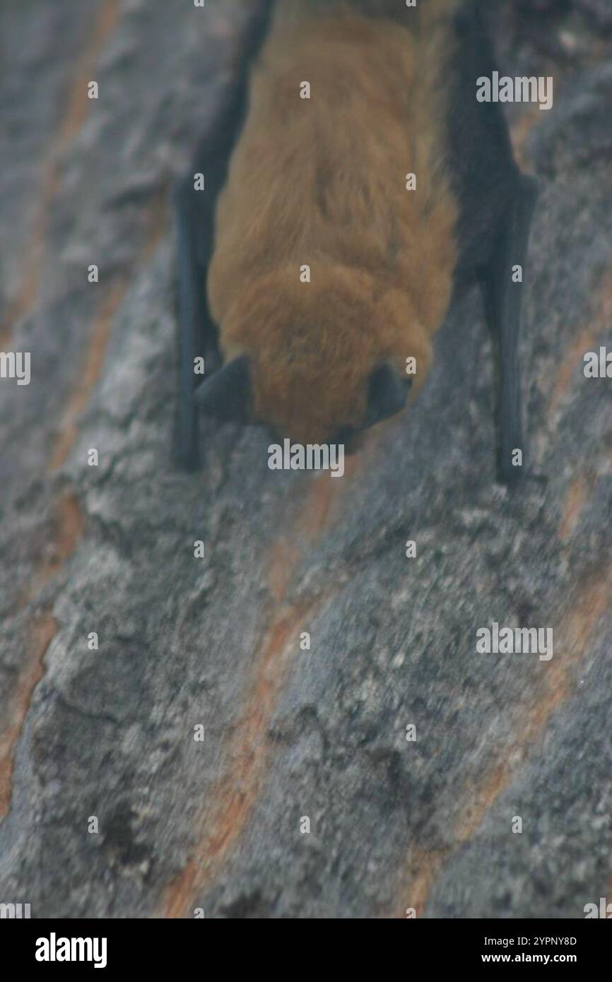 Mouse-eared Bats (Myotis Stock Photo - Alamy