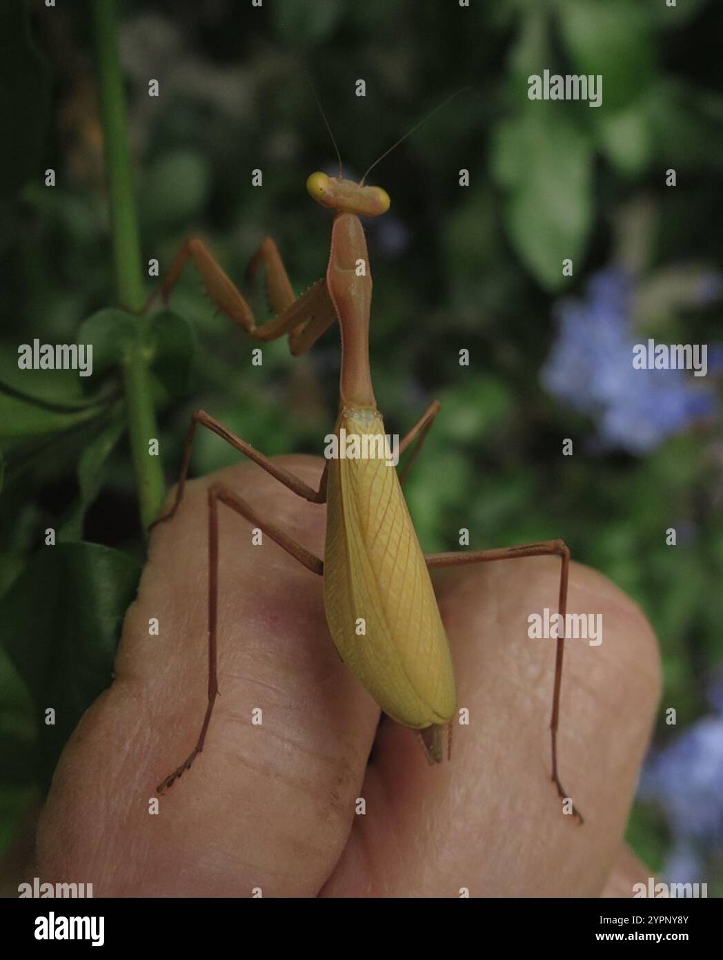 South African Mantis (Miomantis caffra Stock Photo - Alamy