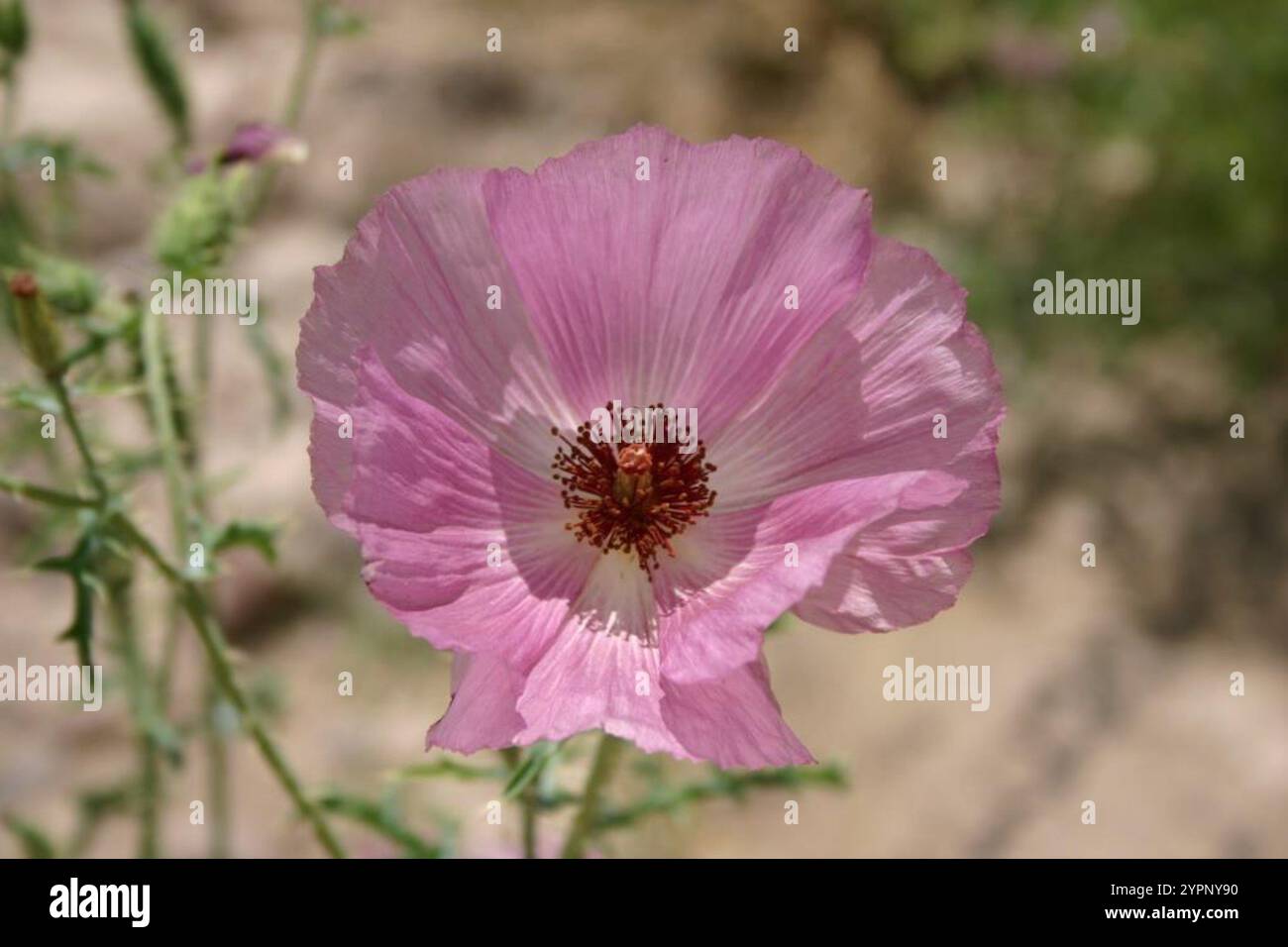 Pricklypoppy hi-res stock photography and images - Alamy