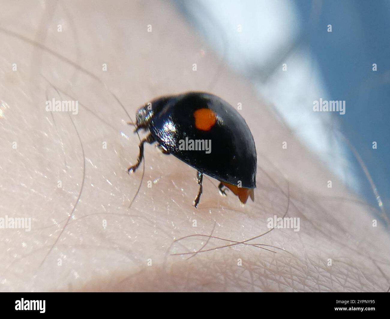 Twice-stabbed Lady Beetle (Chilocorus stigma Stock Photo - Alamy