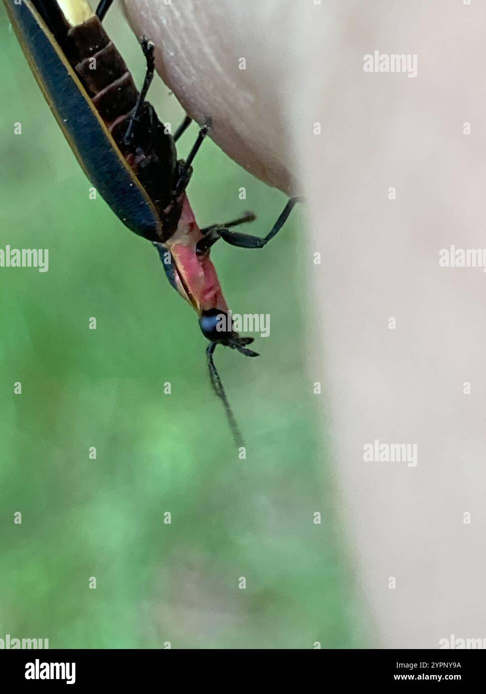 Pyractomena borealis hi-res stock photography and images - Alamy