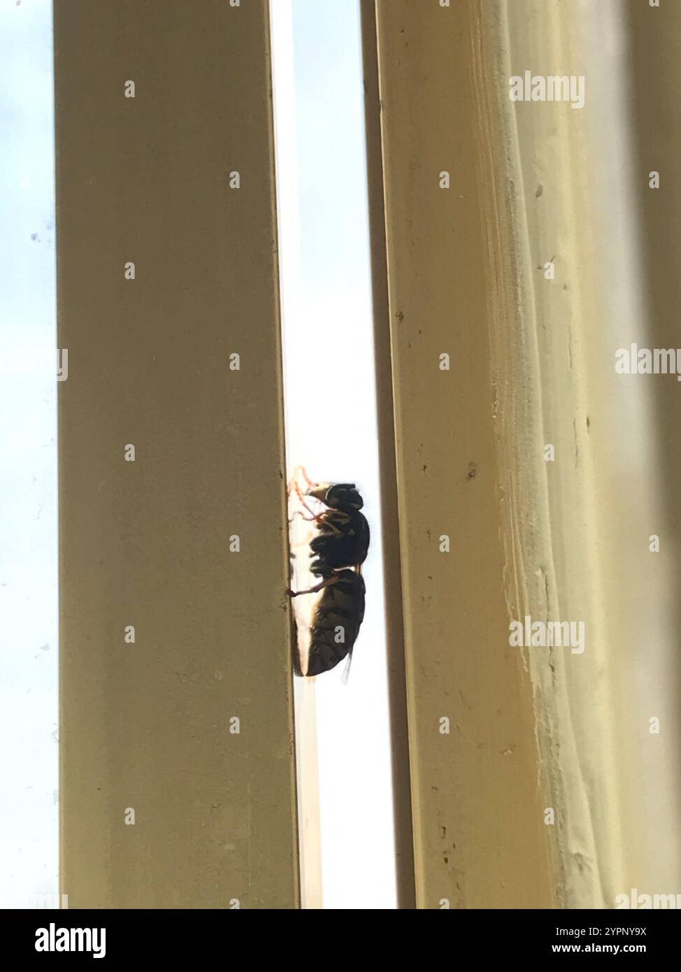 Alaska Yellowjacket (Vespula alascensis Stock Photo - Alamy