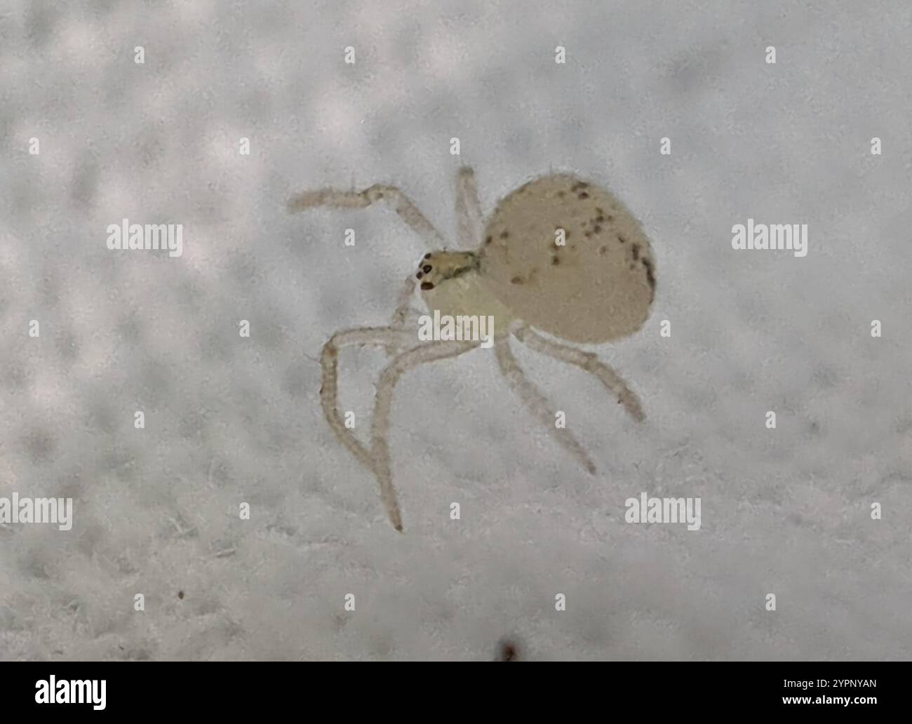 Sputnik Spider (Paidiscura pallens Stock Photo - Alamy