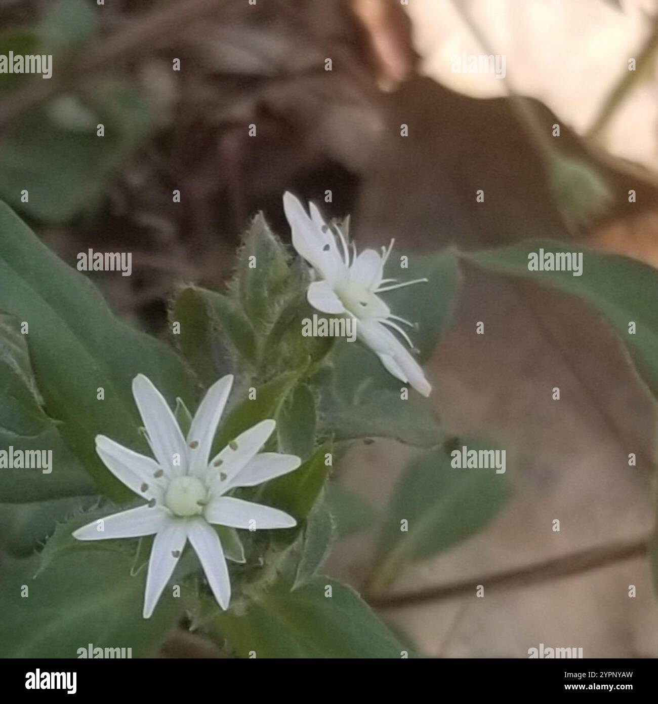 star chickweed (Stellaria pubera Stock Photo - Alamy