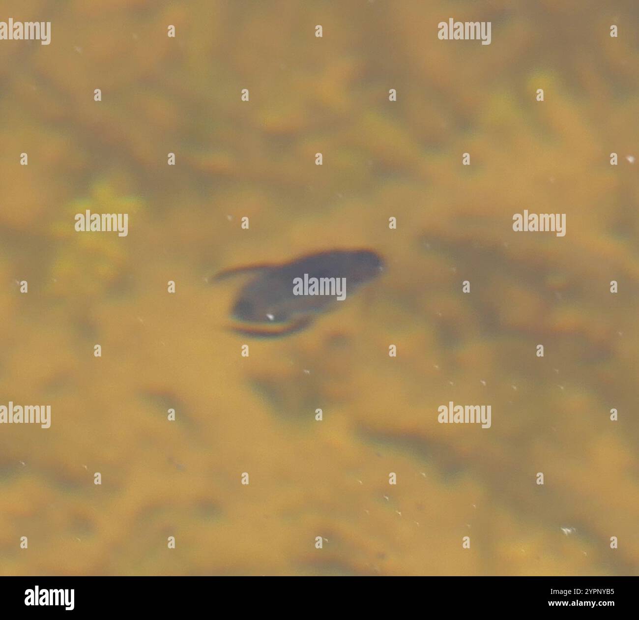 Small Flat Diving Beetles (Acilius Stock Photo - Alamy