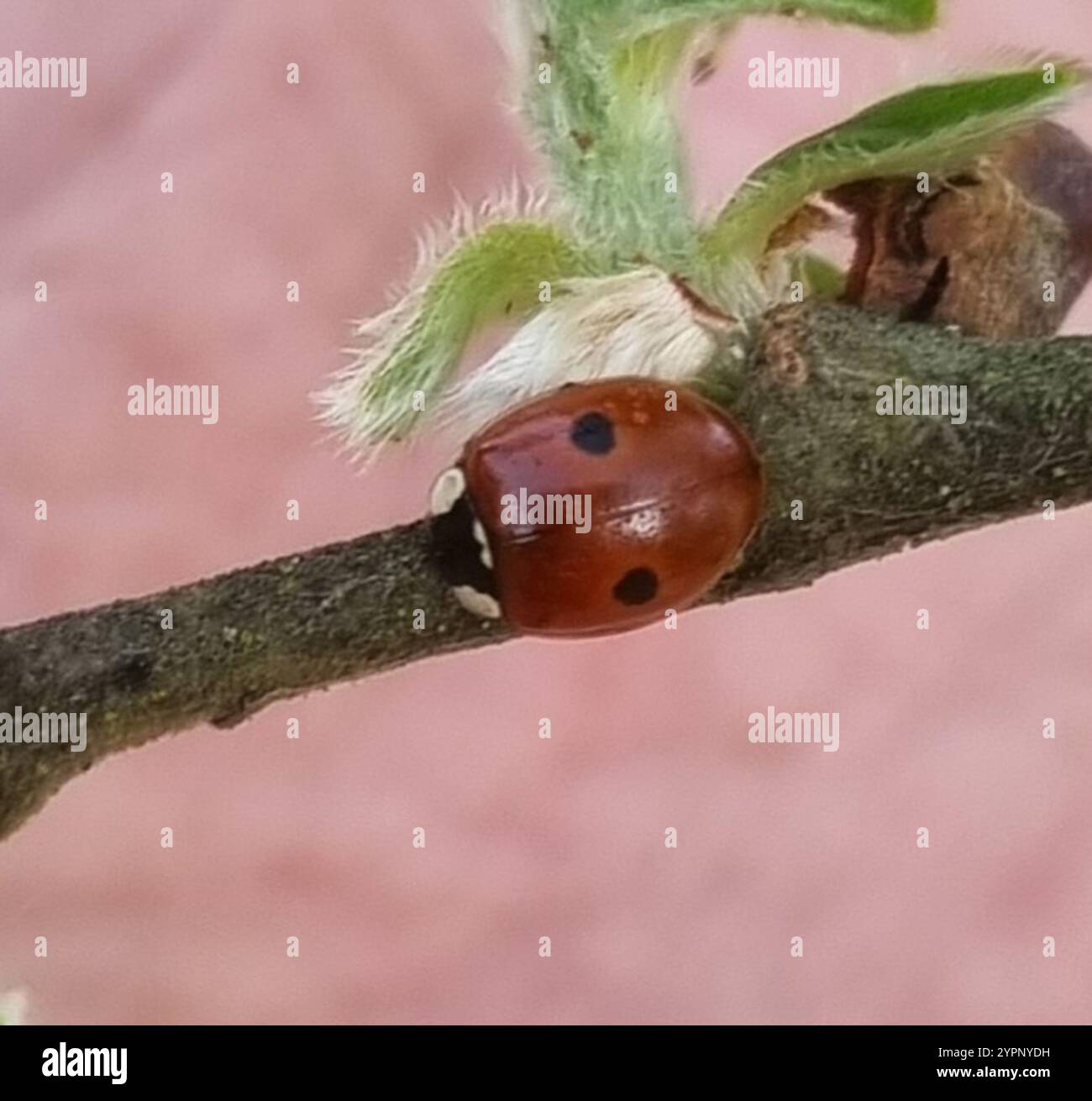 Two-spotted Lady Beetle (Adalia bipunctata Stock Photo - Alamy