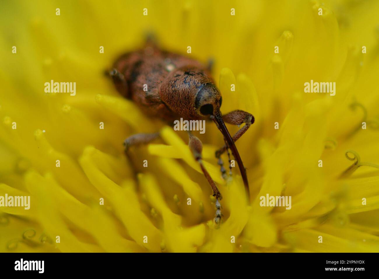 acorn weevil (Curculio glandium Stock Photo - Alamy