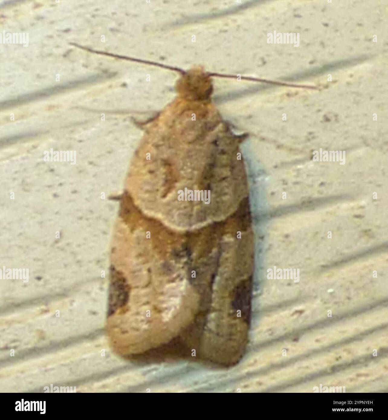 Garden Tortrix (Clepsis peritana Stock Photo - Alamy