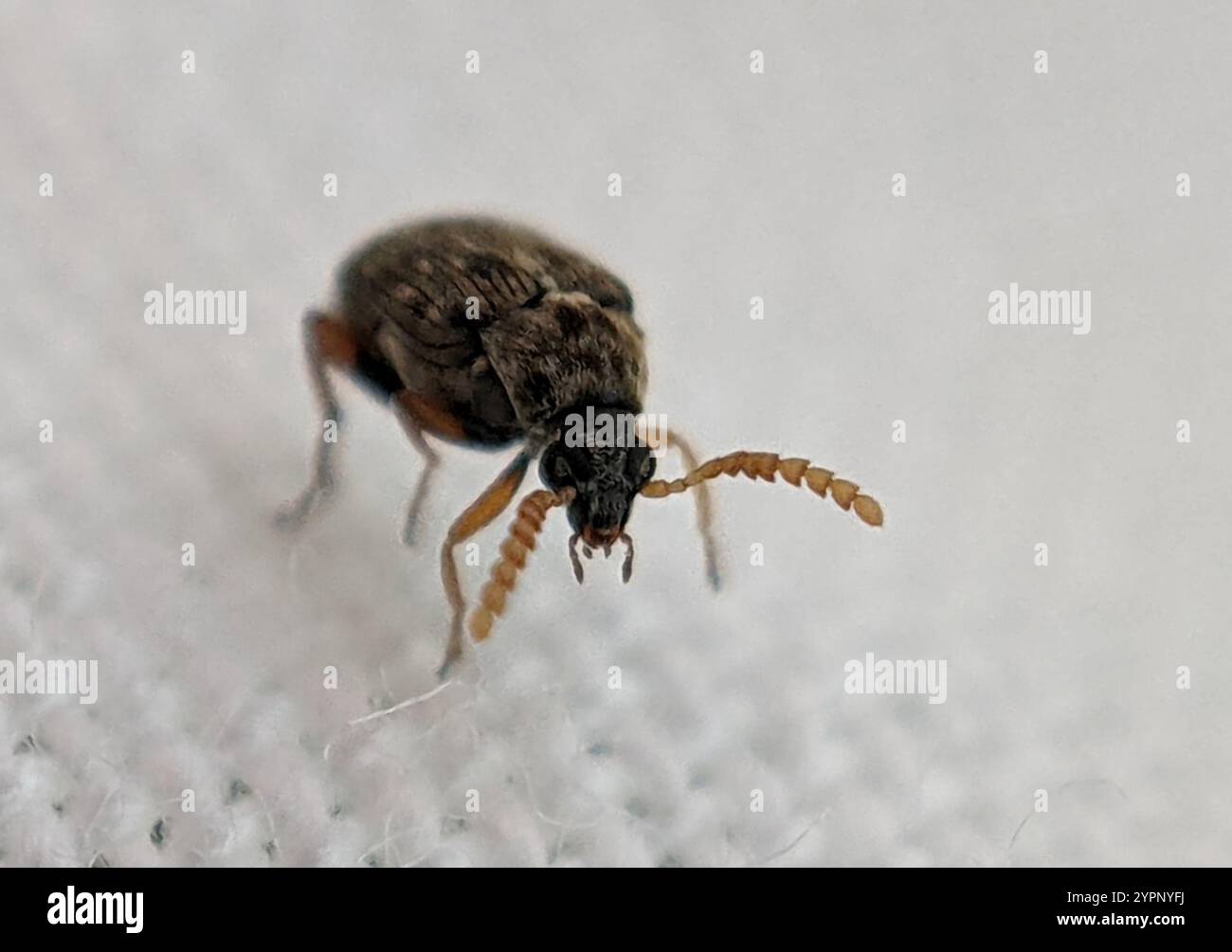 Bruchidius imbricornis hi-res stock photography and images - Alamy
