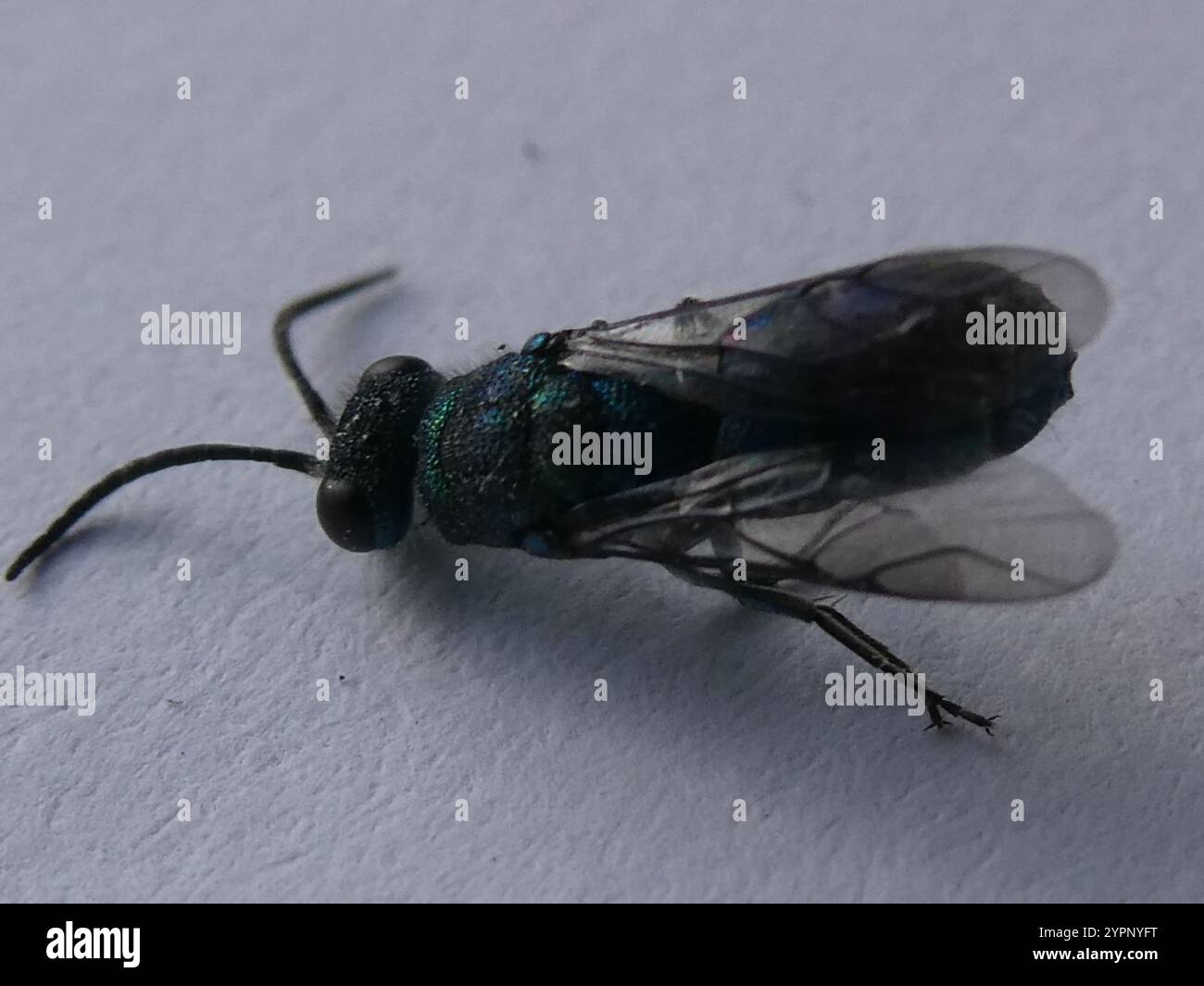 Cuckoo Wasps (Chrysididae Stock Photo - Alamy