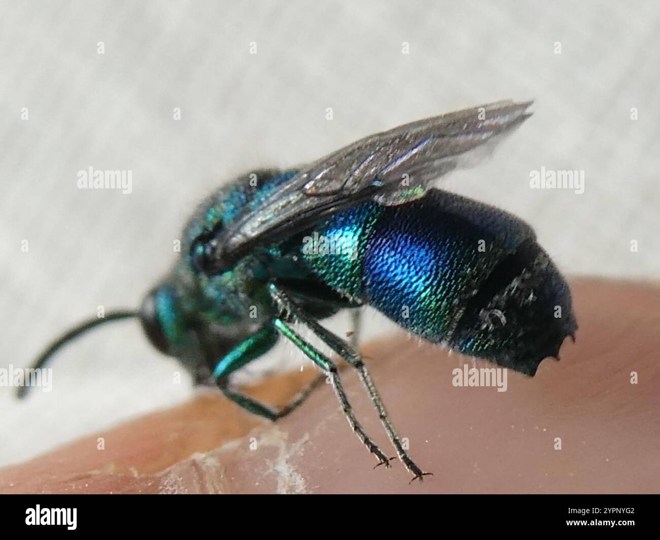 Cuckoo Wasps (Chrysididae Stock Photo - Alamy