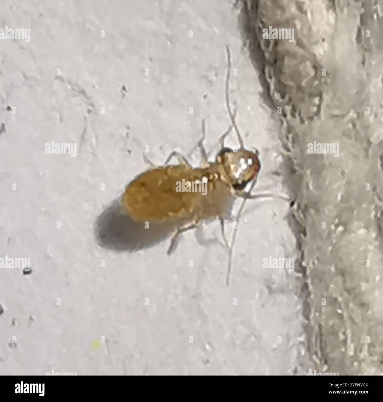 Barklice, Booklice, and Parasitic Lice (Psocodea Stock Photo - Alamy