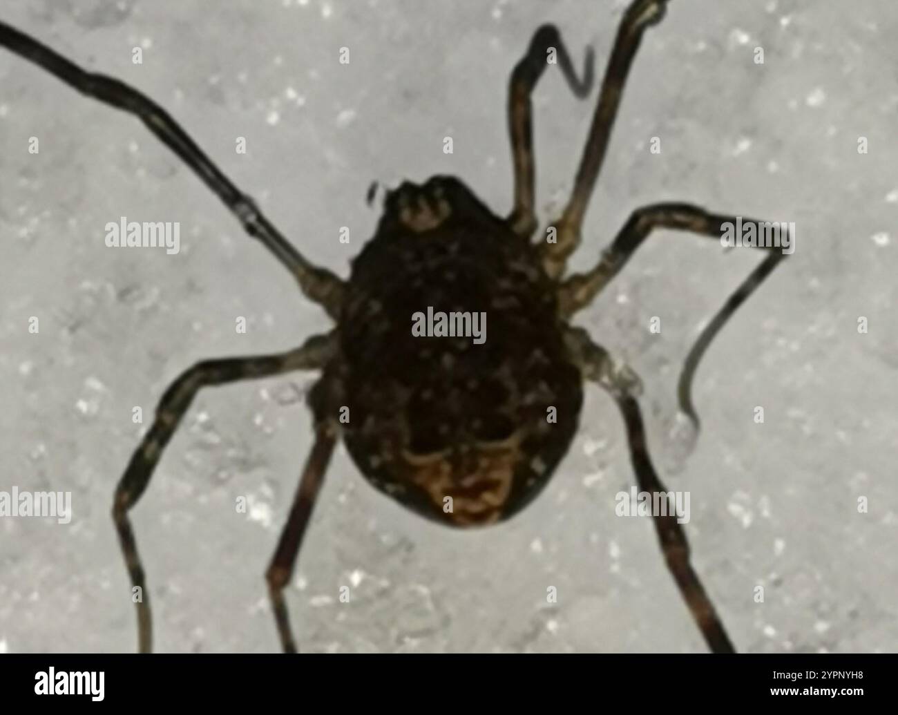 Spring Harvestman (Rilaena triangularis Stock Photo - Alamy