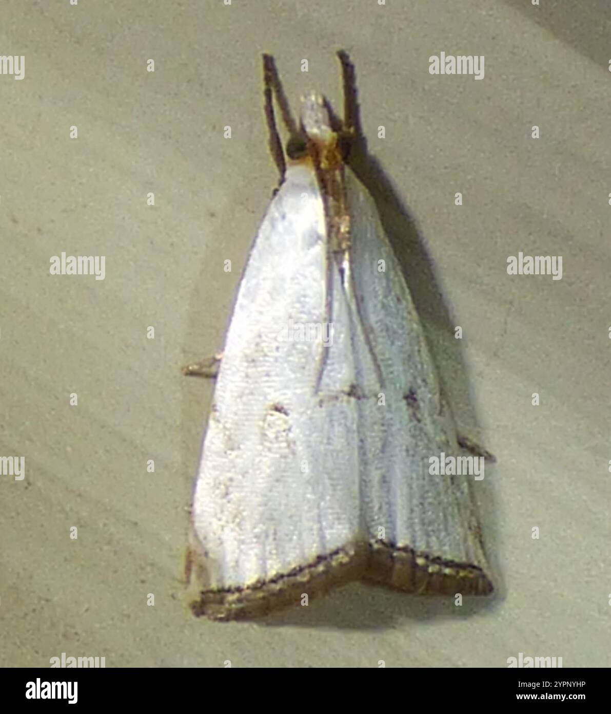 Northern Milky Argyria Moth (Argyria gonogramma Stock Photo - Alamy