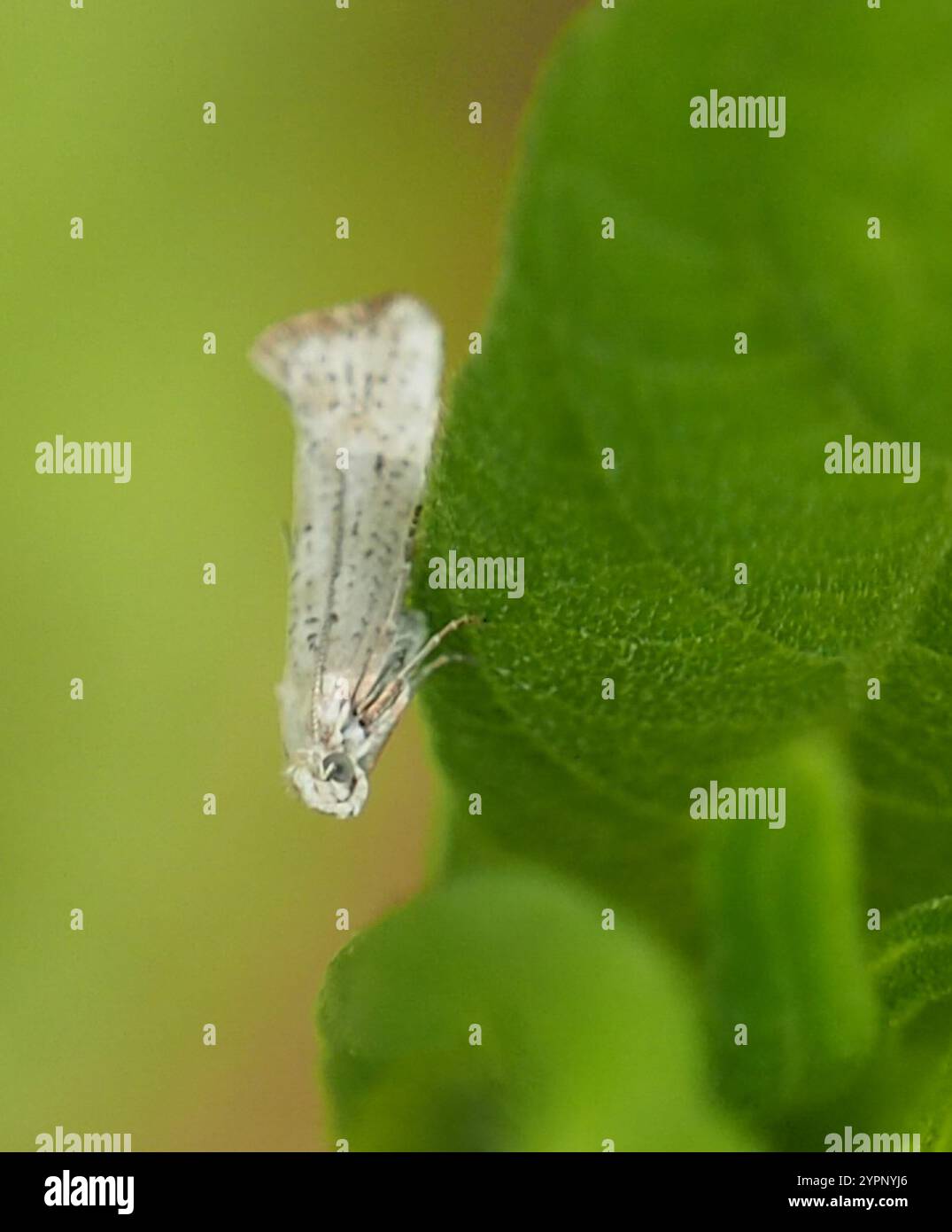 Small Ermine Moths (Yponomeuta Stock Photo - Alamy