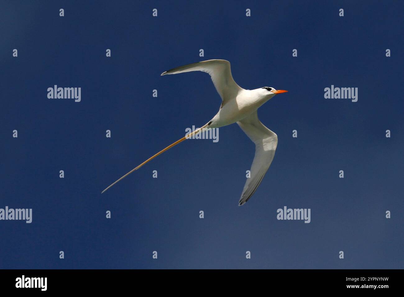 Caribbean White-tailed Tropicbird (Phaethon lepturus catesbyi Stock ...