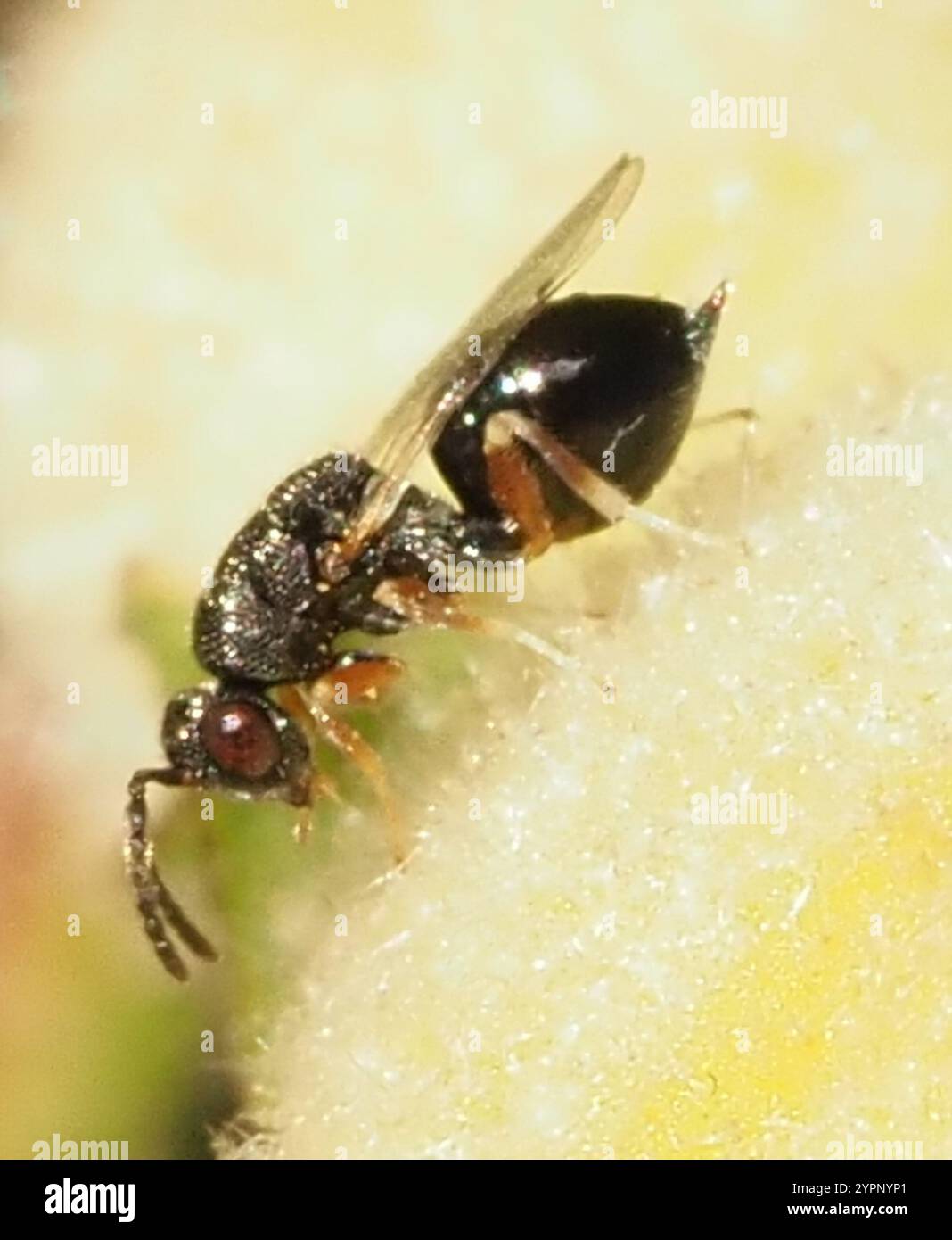 Eurytoma hi-res stock photography and images - Alamy