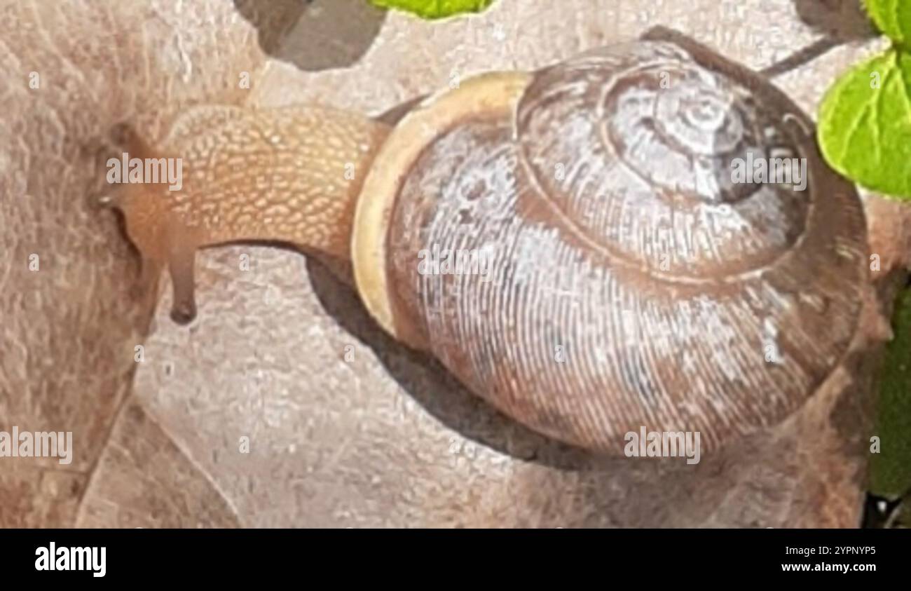 White-lip Globe Snail (Mesodon thyroidus Stock Photo - Alamy