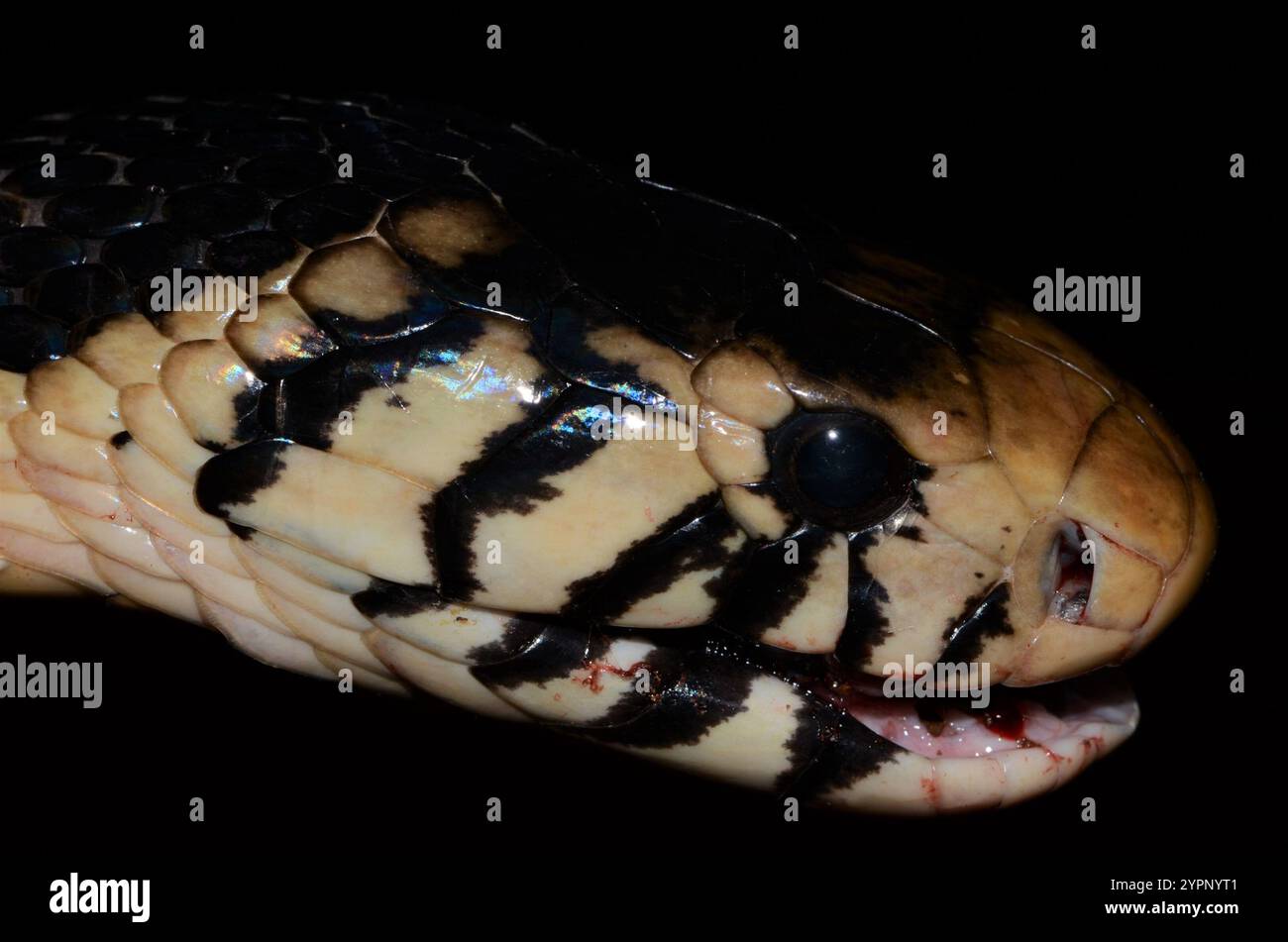 Forest Cobra (Naja melanoleuca Stock Photo - Alamy