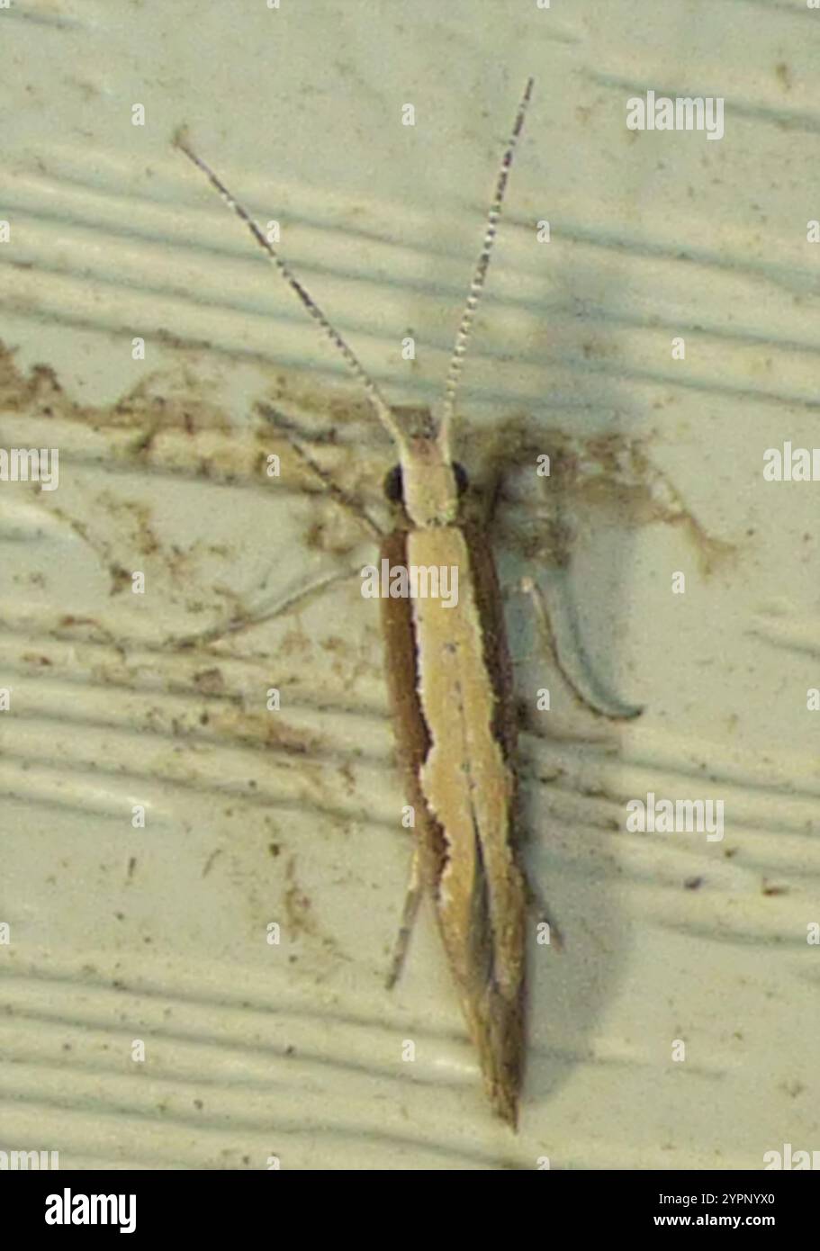 Diamondback Moth (Plutella xylostella Stock Photo - Alamy