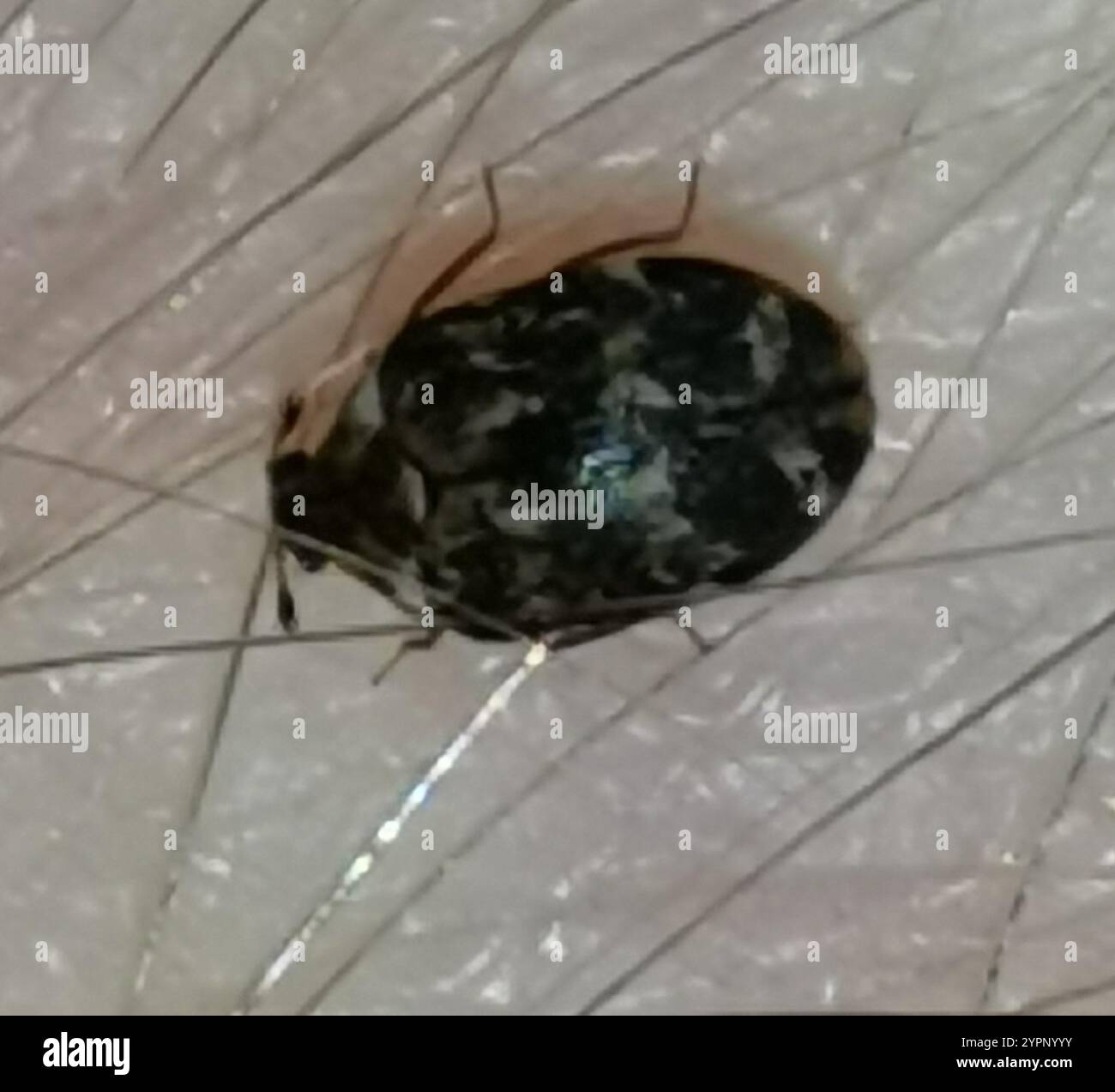 Museum Beetle (Anthrenus museorum Stock Photo - Alamy